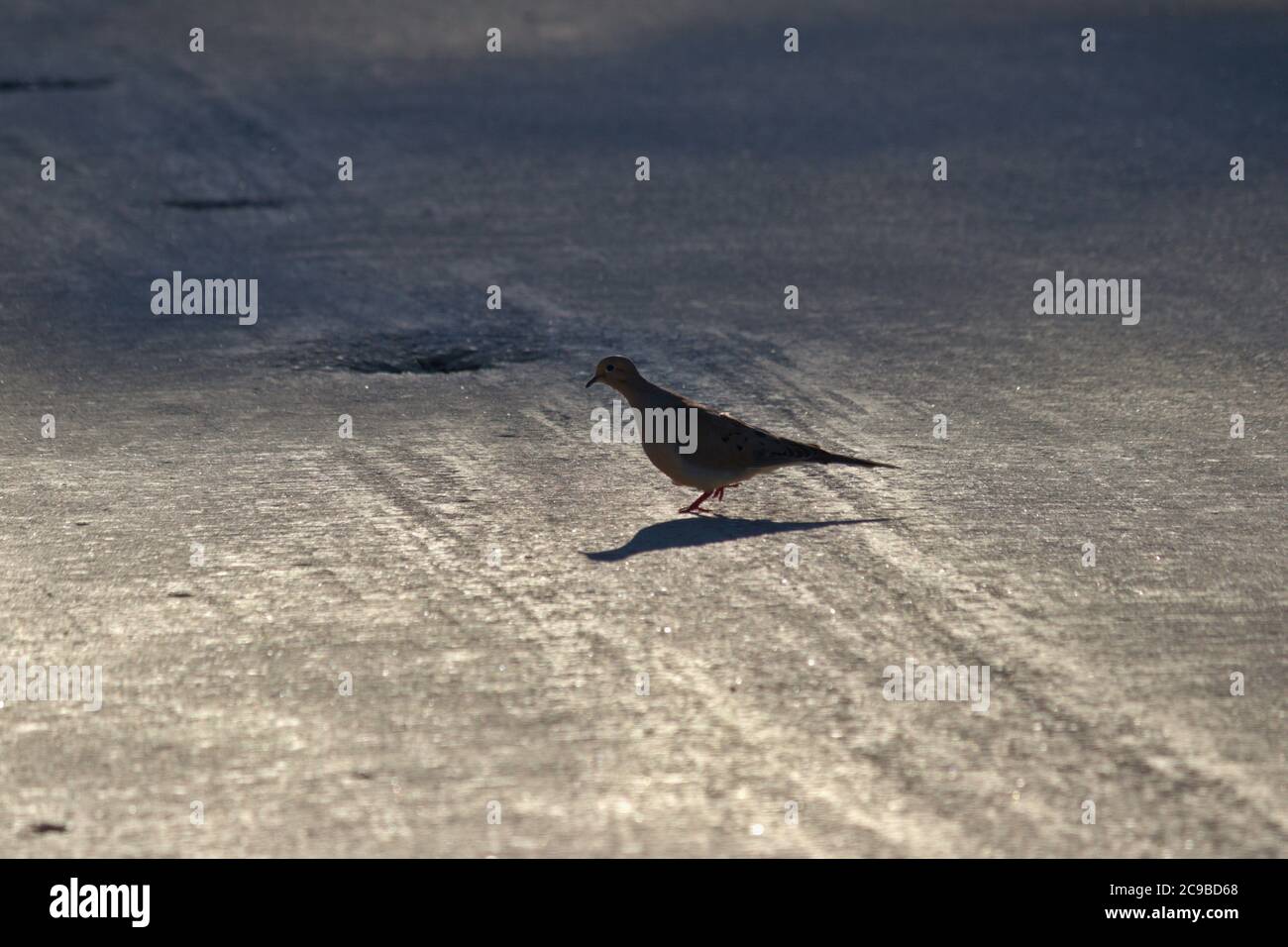 Pigeon walking on sunny pavement hi-res stock photography and images ...