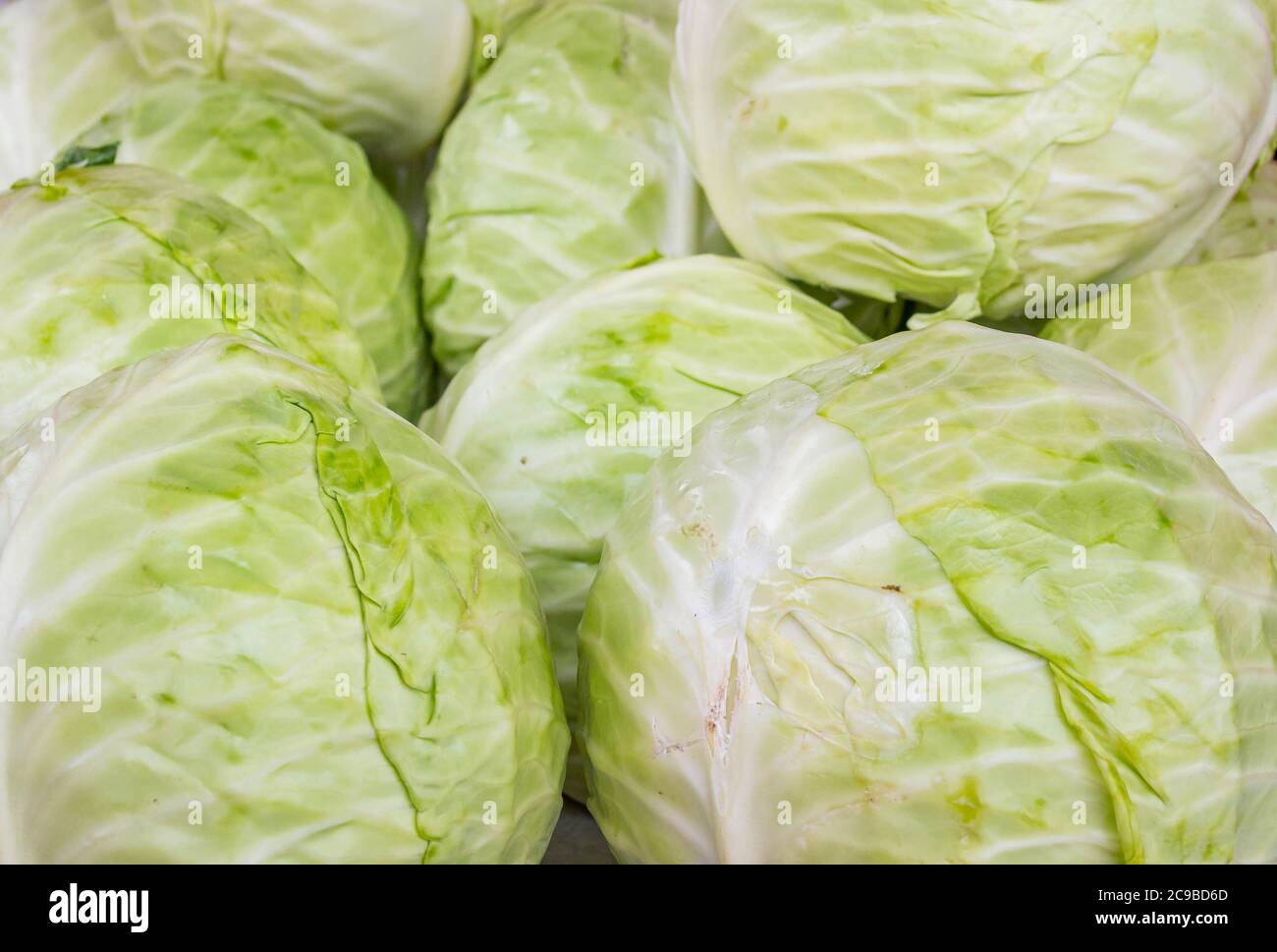 Solid background of fresh ripe and natural cabbage Stock Photo - Alamy