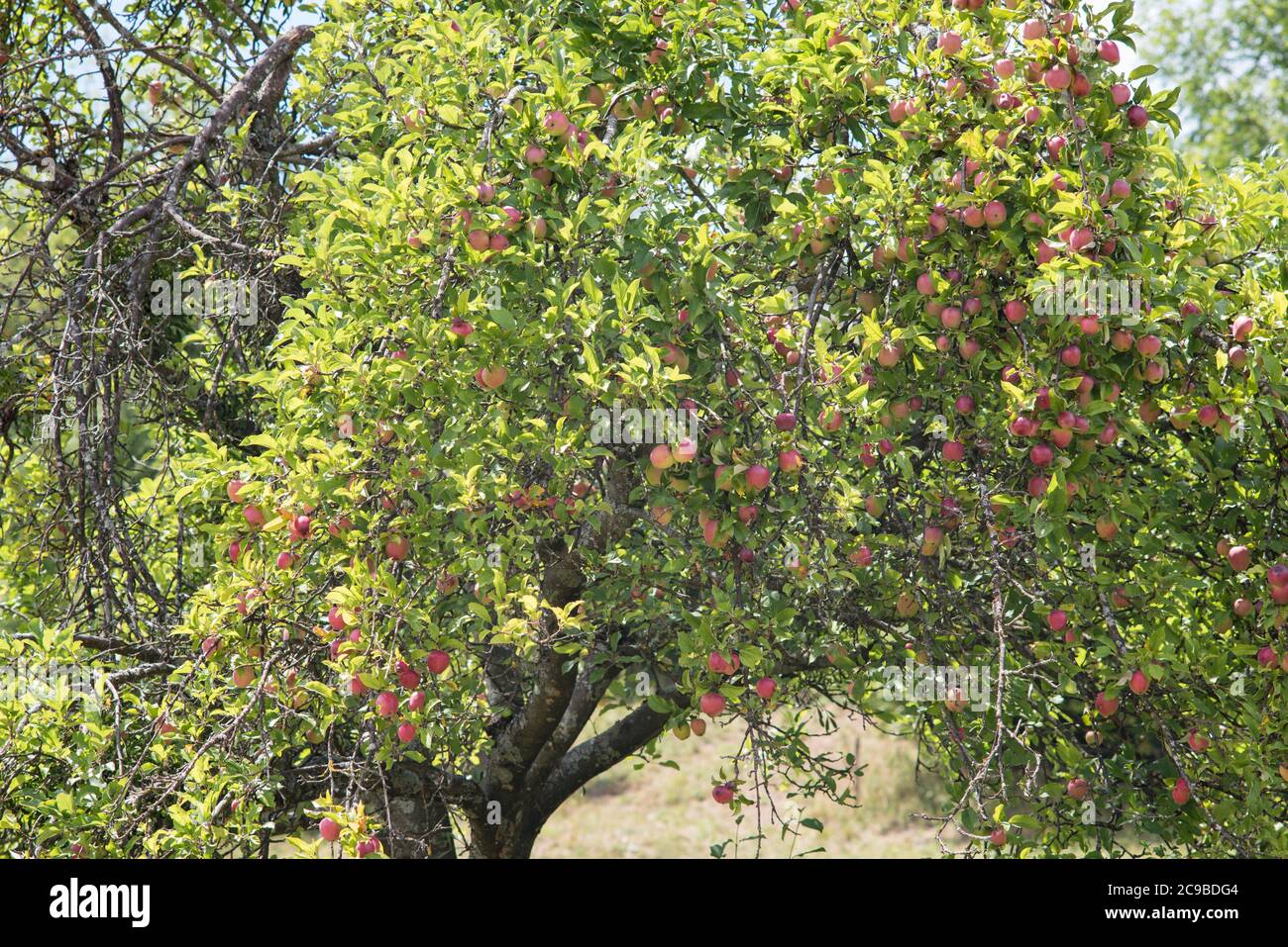 apple tree on a orchard Stock Photo - Alamy