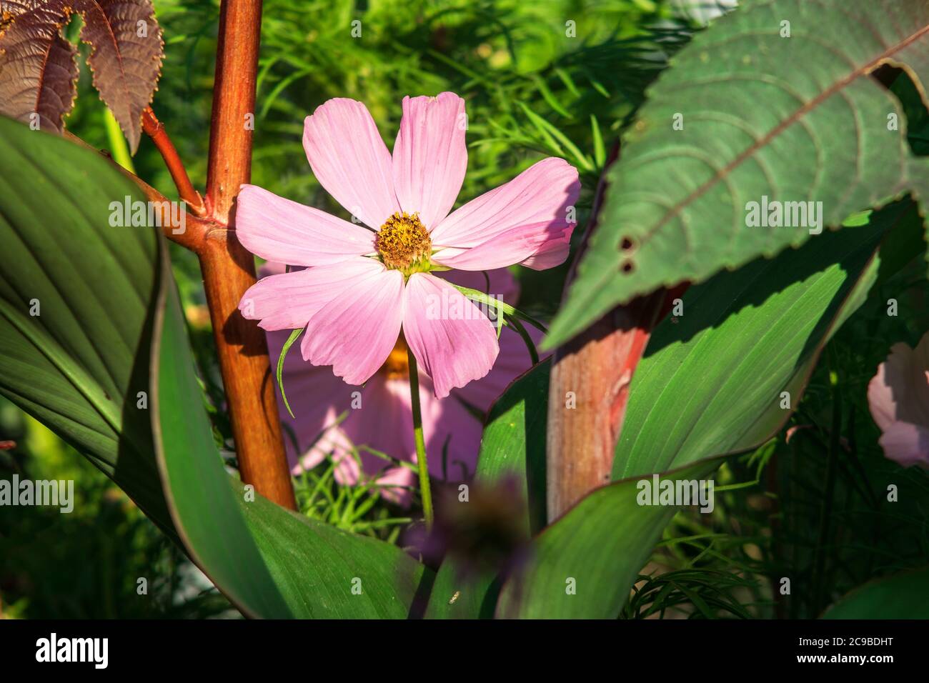 Cosmos bipinnatus, also known as Garden Cosmos or Dwarf sensation Stock ...