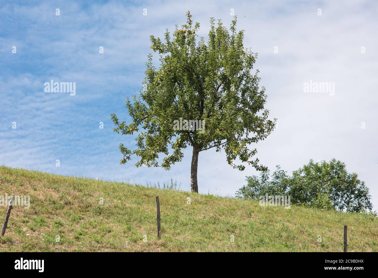apple tree on a orchard Stock Photo - Alamy