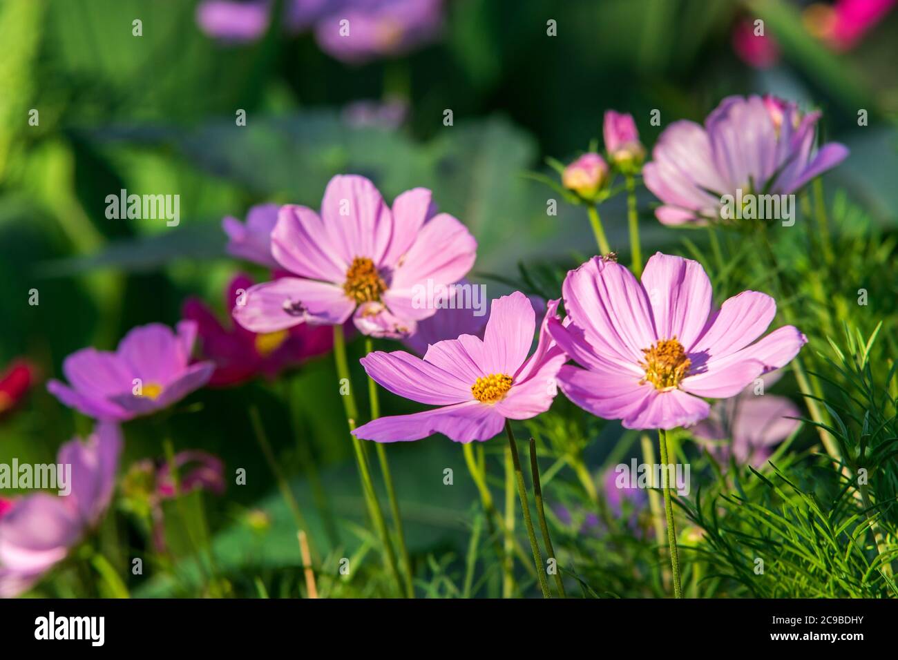 Cosmos bipinnatus, also known as Garden Cosmos or Dwarf sensation Stock ...