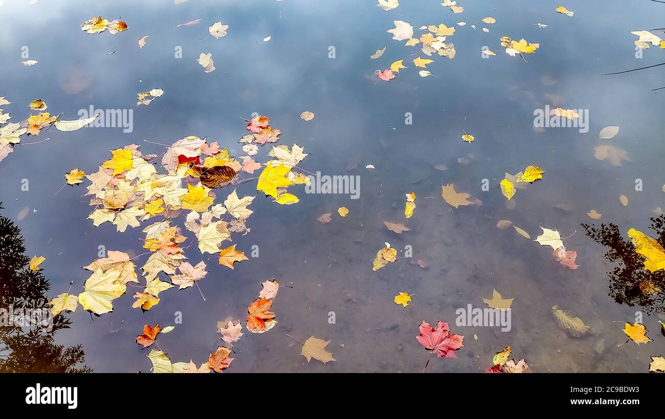Various dead tree leaves in fall colors floating on water surface with ...