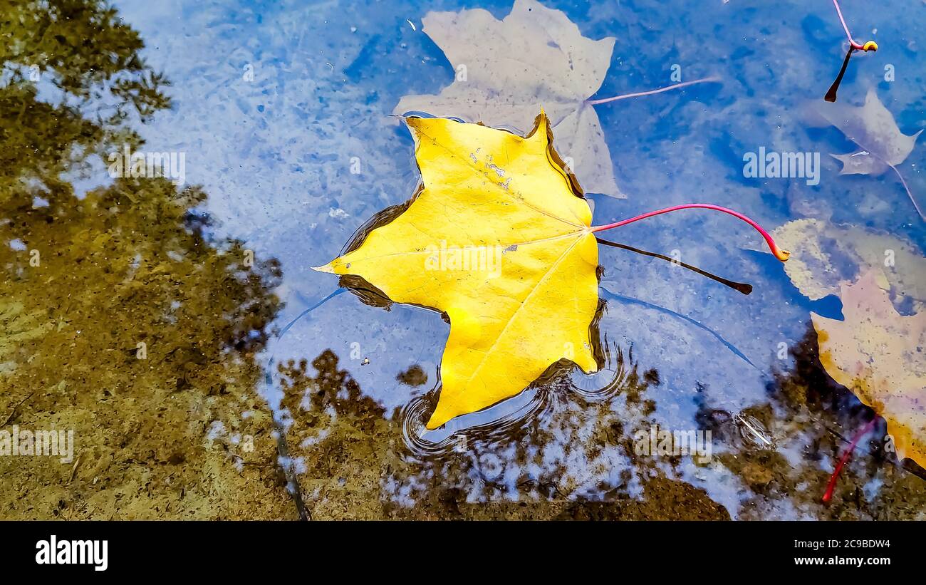 Various dead tree leaves in fall colors floating on water surface with ...