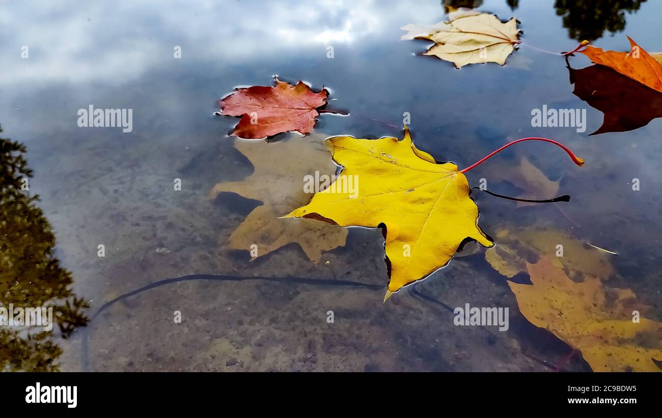 Various dead tree leaves in fall colors floating on water surface with ...