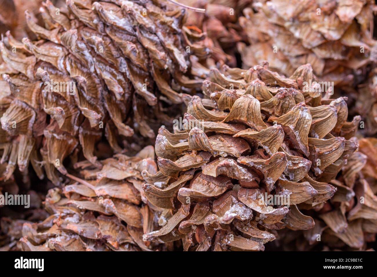 The Pine coneSolid background of fresh ripe and natural cedar pine cone ...
