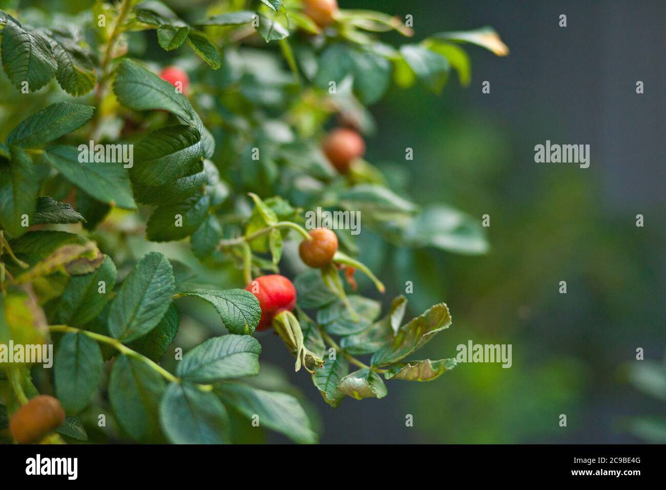 Rose hip briar shrub in garden Stock Photo - Alamy