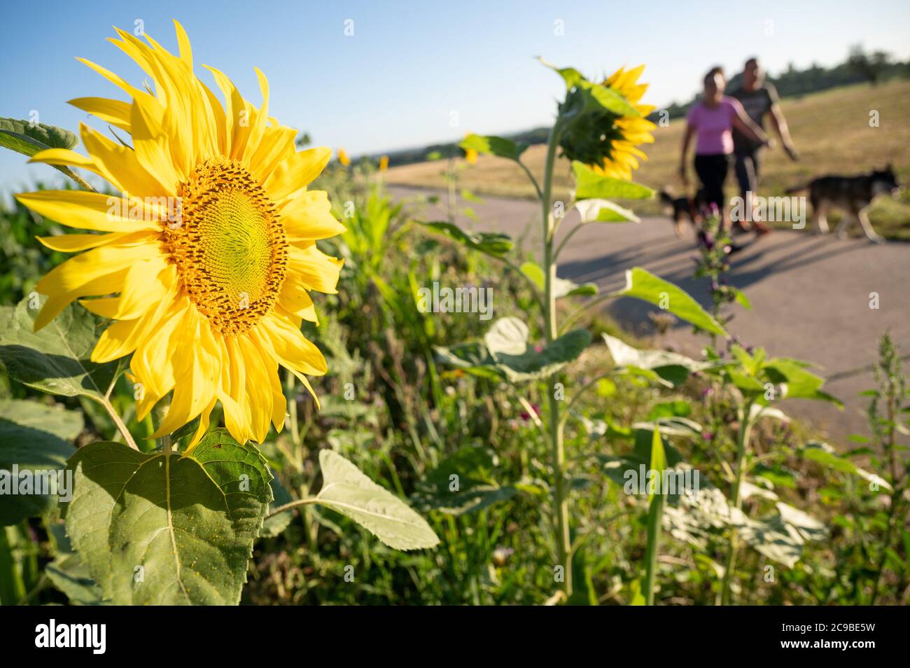 Bissingen at the teck hi-res stock photography and images - Alamy