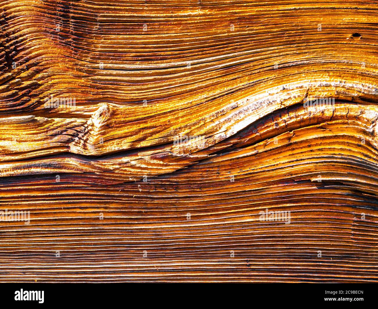 The texture of the longitudinal section of wood with knots. Background ...