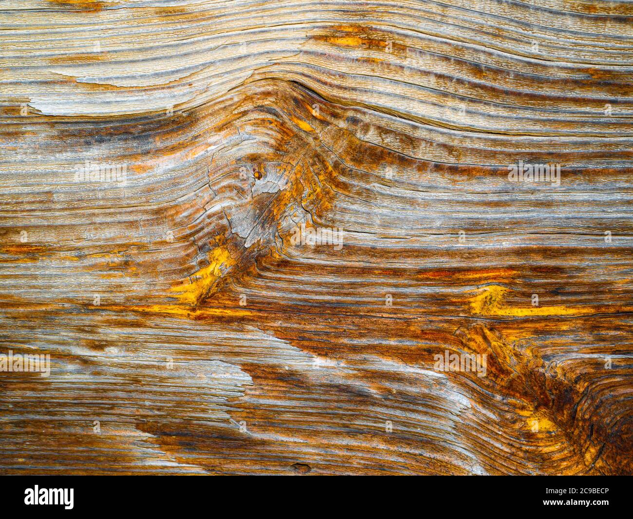 The texture of the longitudinal section of wood with knots. Background ...