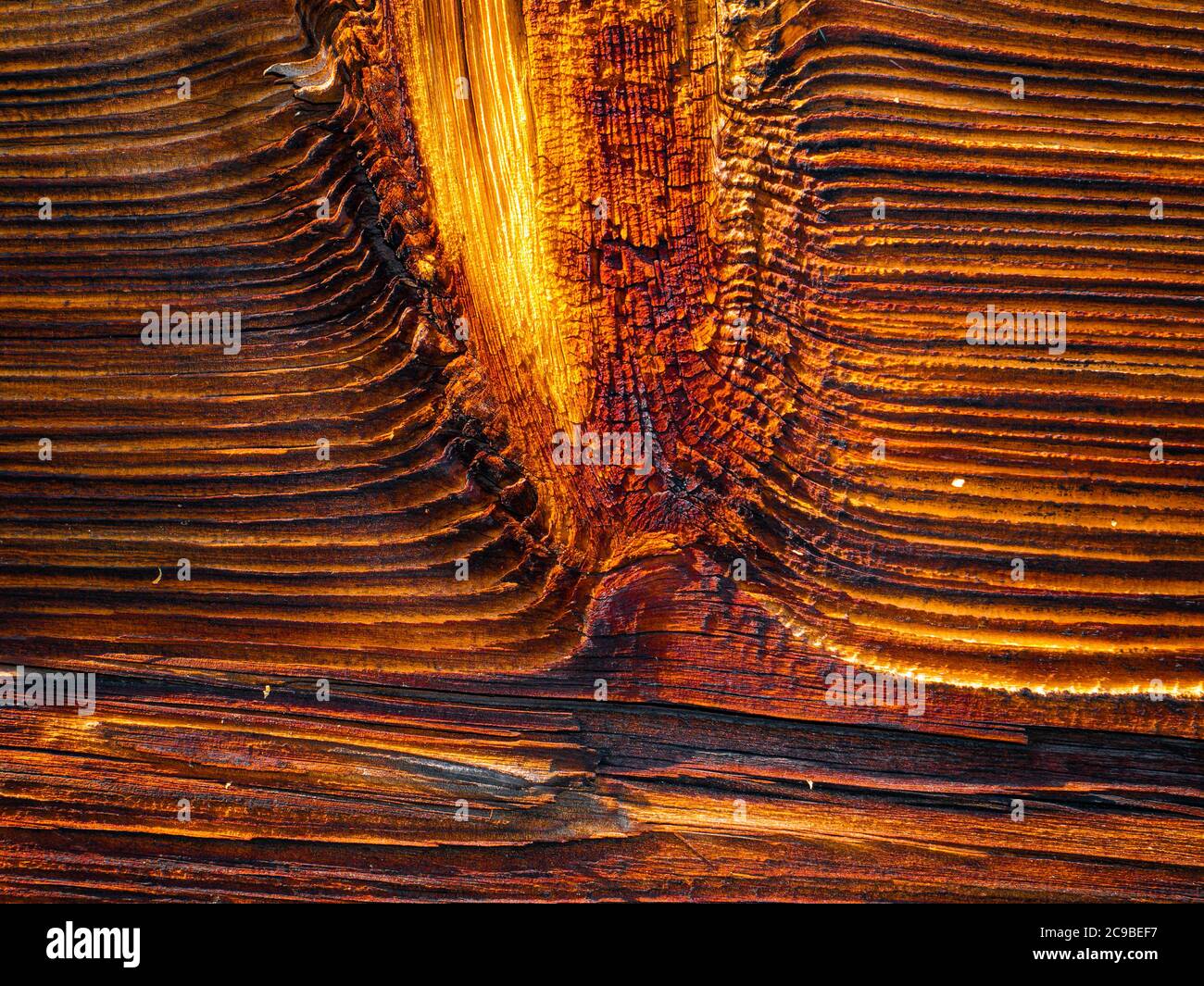 The texture of the longitudinal section of wood with knots. Background ...