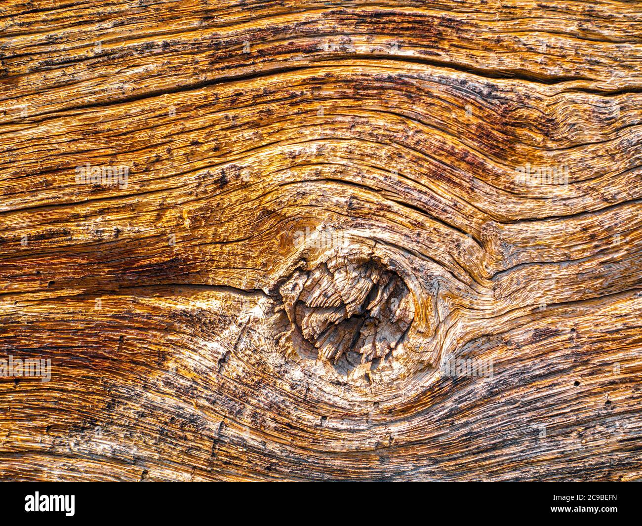 The texture of the longitudinal section of wood with knots. Background ...