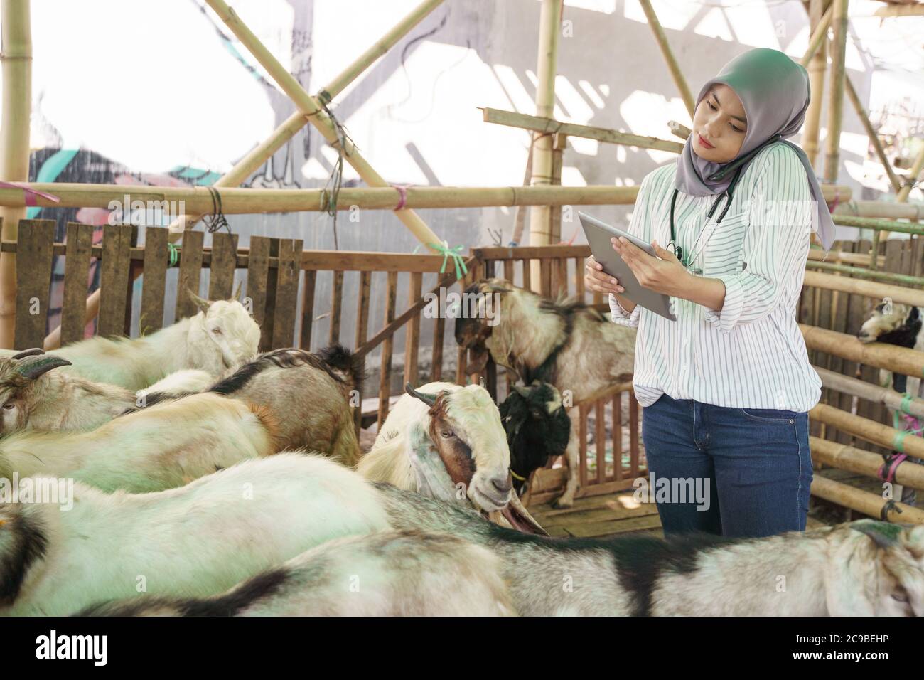 asian muslim veterinarian medical check up farm animal. doctor check ...