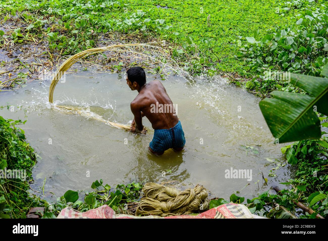 Jute washing hi-res stock photography and images - Alamy