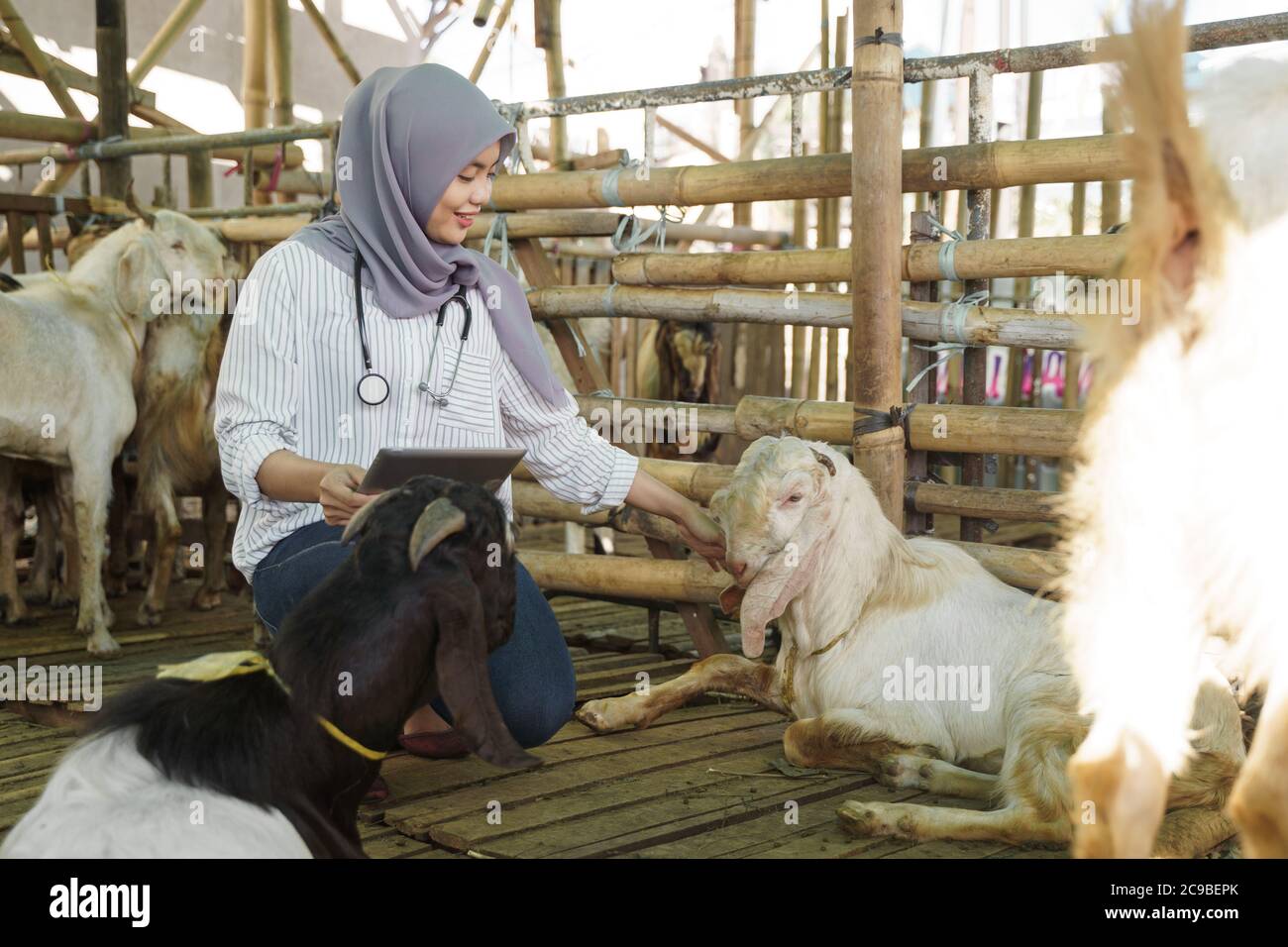 asian muslim veterinarian medical check up farm animal. doctor check ...