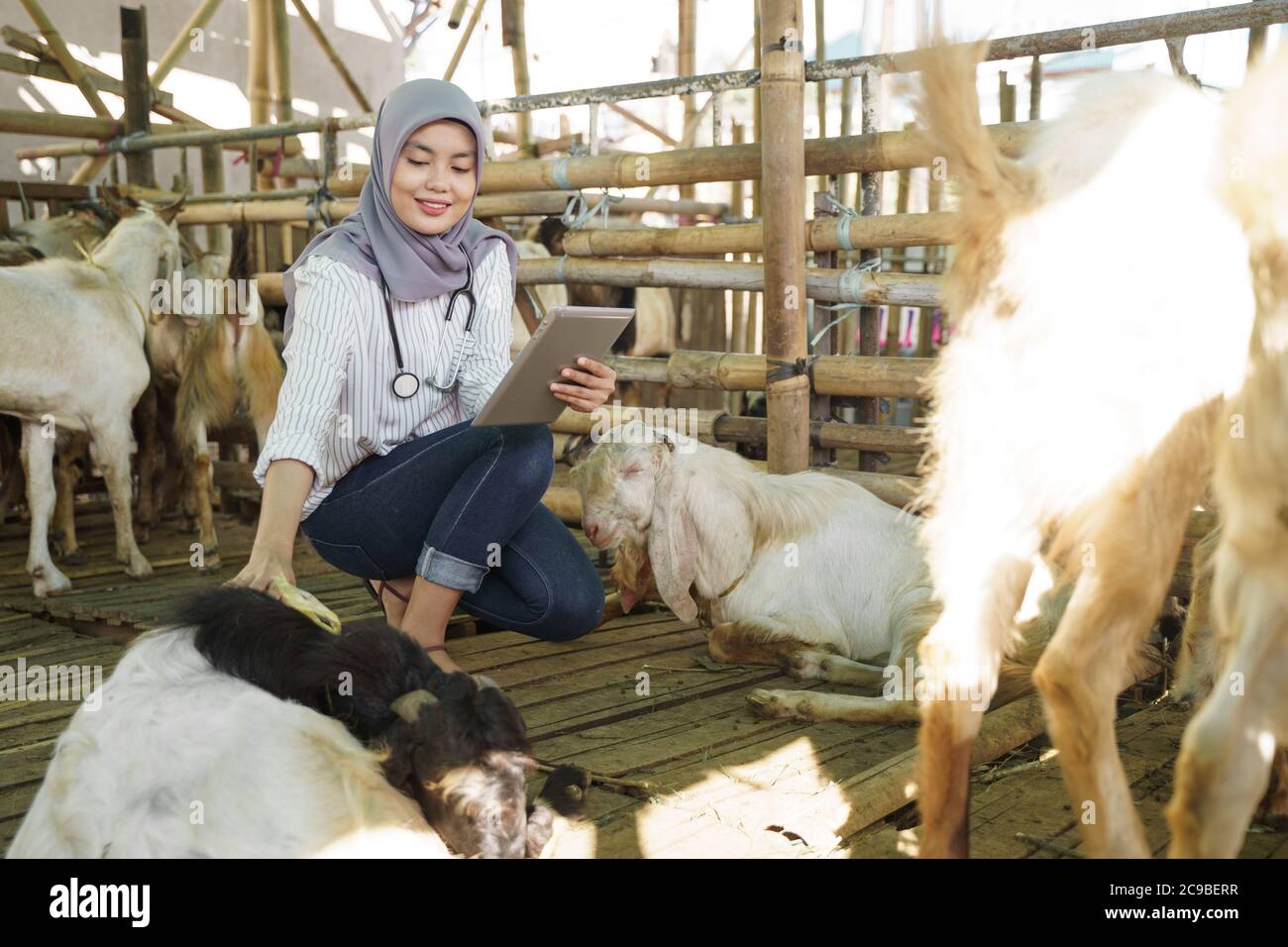 asian muslim veterinarian medical check up farm animal. doctor check ...
