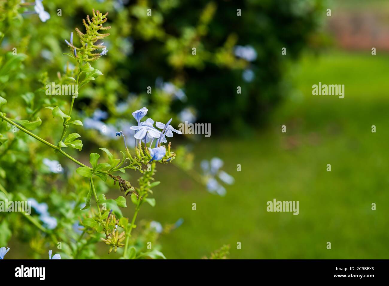 Blue flowers close up hi-res stock photography and images - Alamy