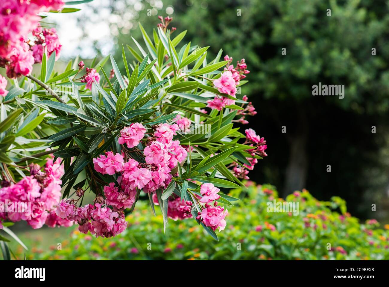 Purple oleander hi-res stock photography and images - Alamy