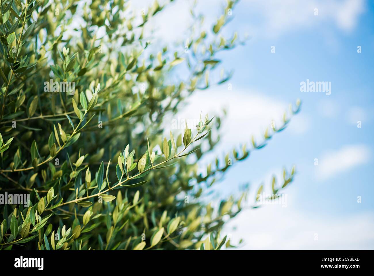 Branch of Olive Tree with Leaves. Agricultural Food Background. Rural ...