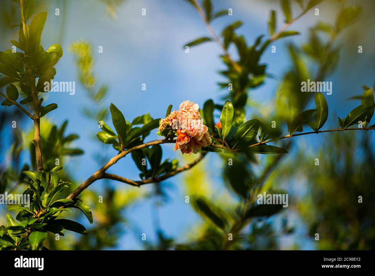 Beautiful pomegranate tree hi-res stock photography and images - Alamy
