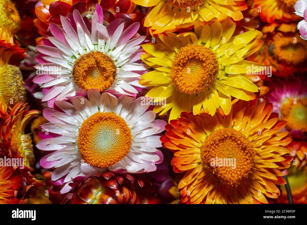 Everlasting flower hi-res stock photography and images - Alamy