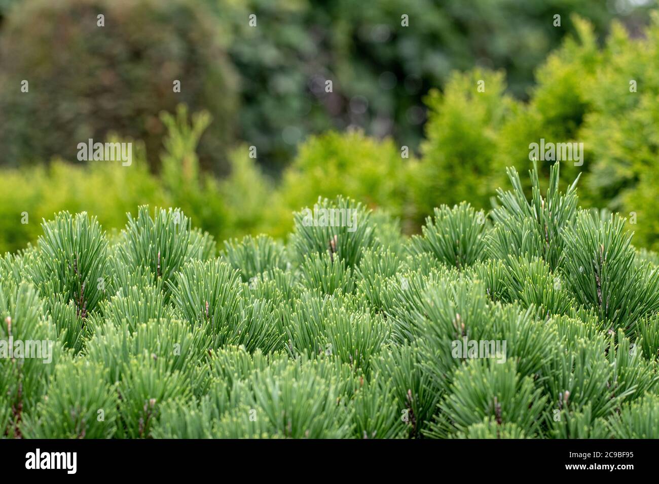 Pine hedge hi-res stock photography and images - Alamy
