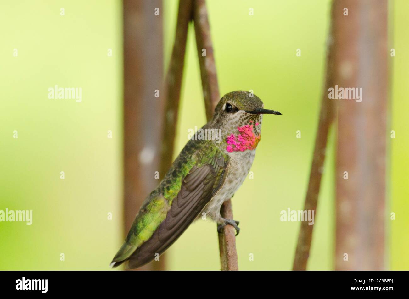 Female anna's hummingbird hi-res stock photography and images - Alamy