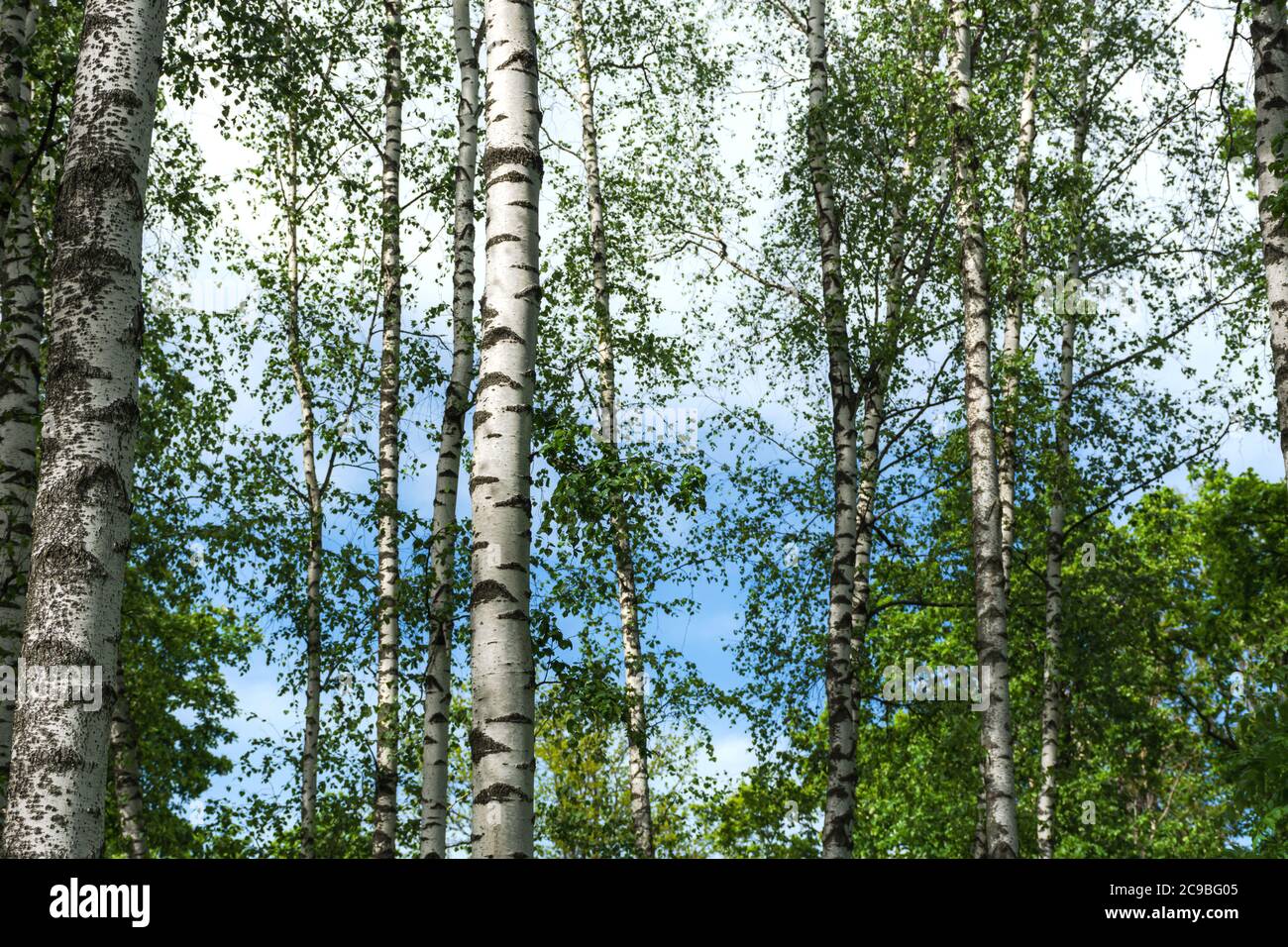 Silver birch tree summer hi-res stock photography and images - Alamy