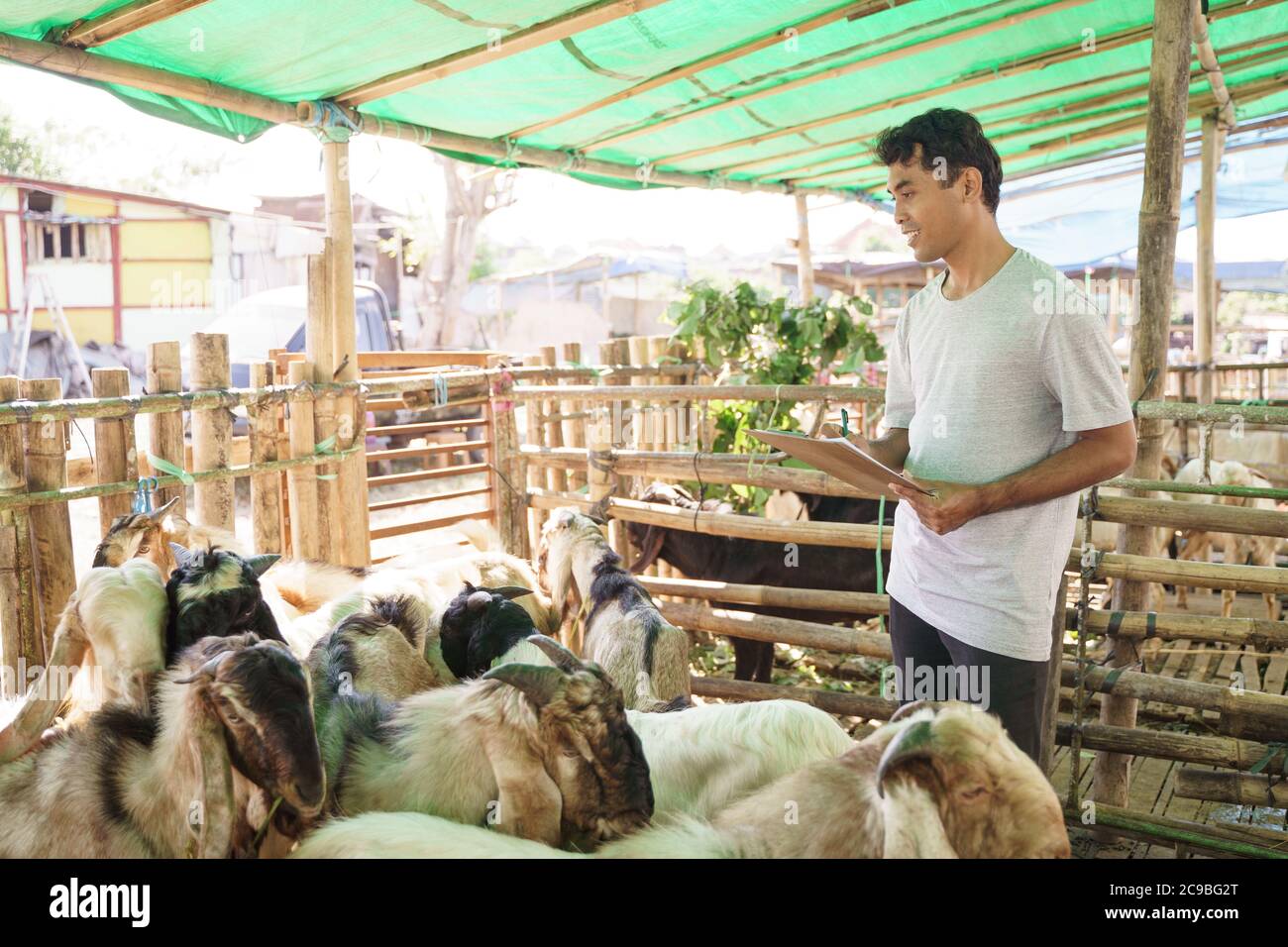farmer animal worker at his traditional farm looking and checking for ...