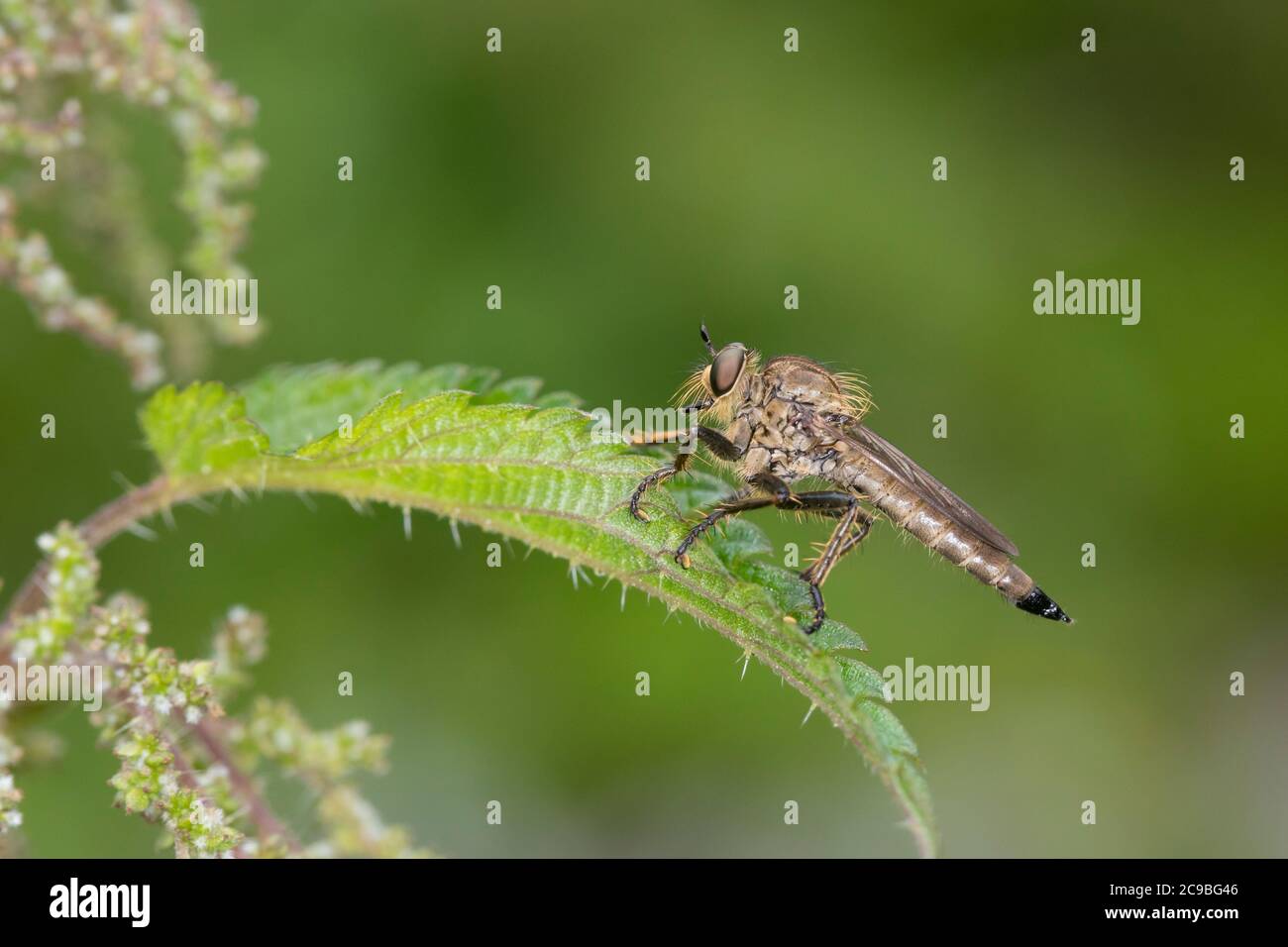 Schlichte Raubfliege, Raubfliege, Machimus rusticus, Downland Robberfly ...
