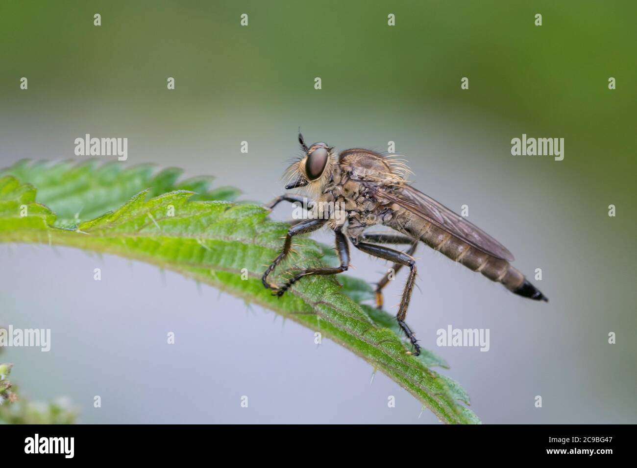 Downland robberfly hi-res stock photography and images - Alamy