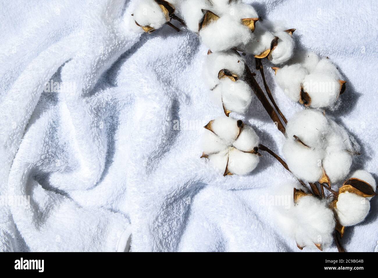Flat lay Beautiful cotton branch on white fabric top view copy space ...