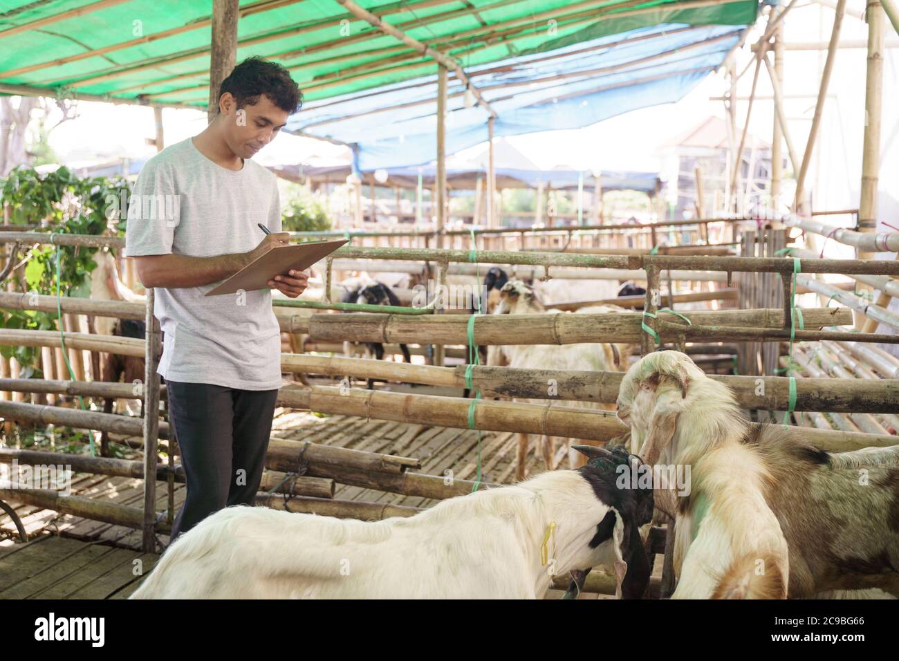 farmer animal worker at his traditional farm looking and checking for ...