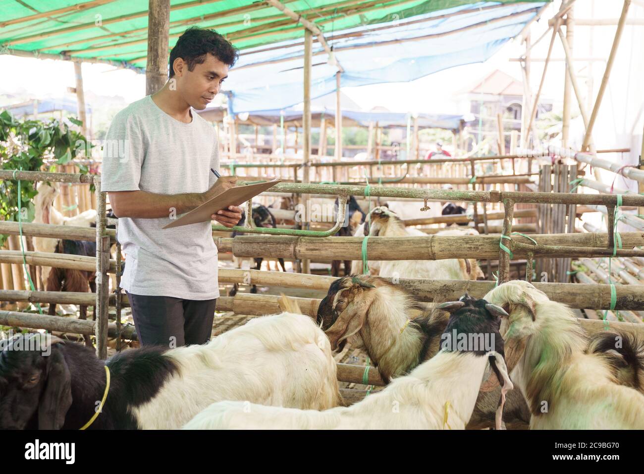 farmer animal worker at his traditional farm looking and checking for ...