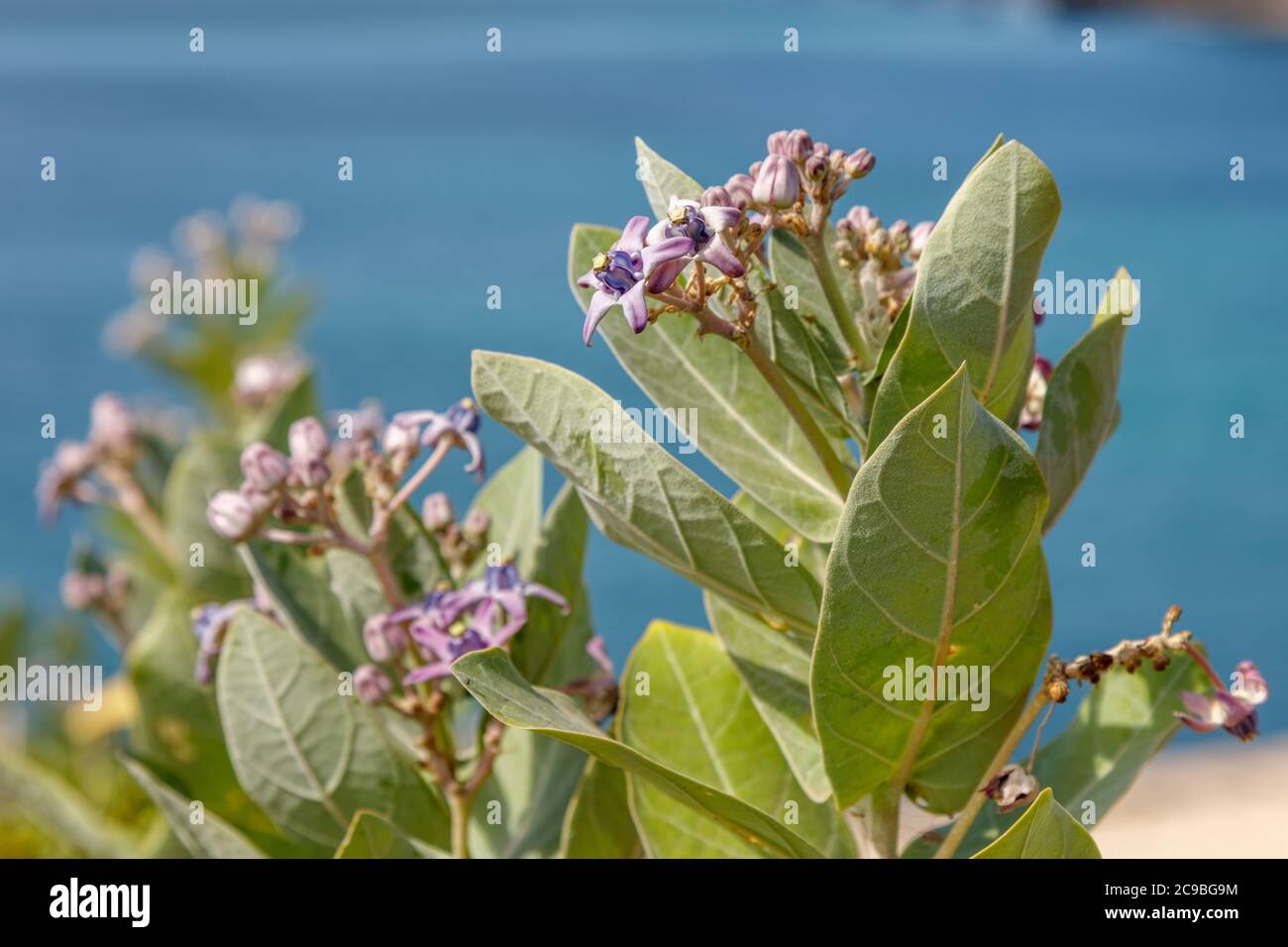 Crown Flower Calotropis Gigantea High Resolution Stock Photography and ...
