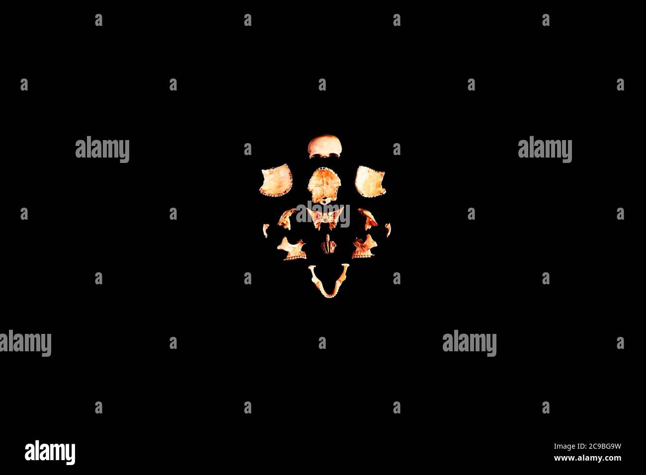 Human skull split view of medical lab skull isolated on black ...