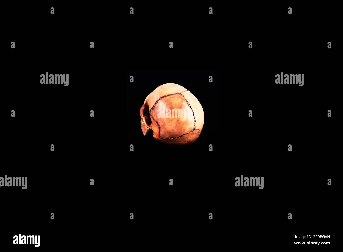 Human skull top view hi-res stock photography and images - Alamy
