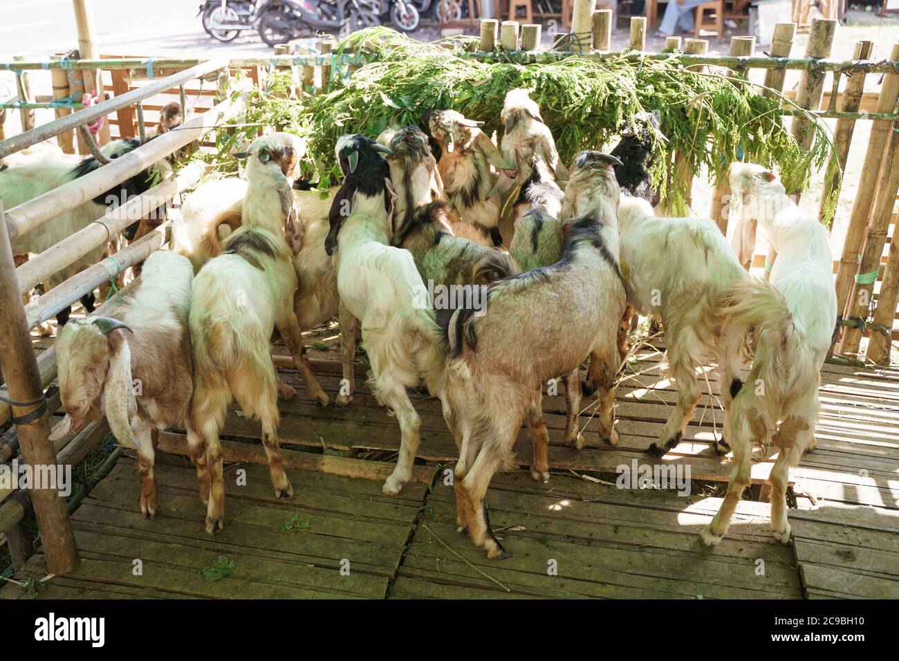 portrait of goat in the farm Stock Photo - Alamy