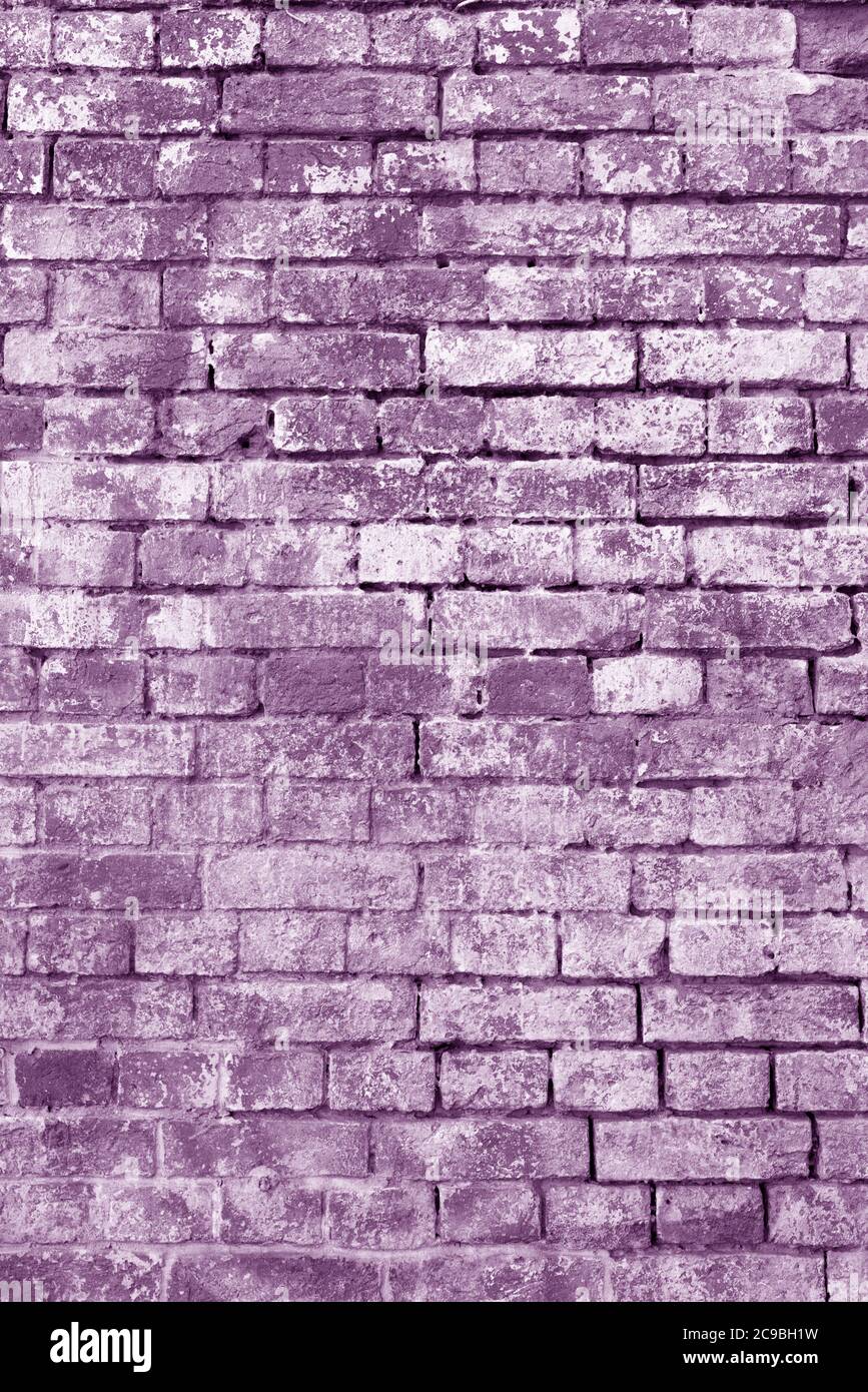 The background of the old violet brick wall for design interior and ...