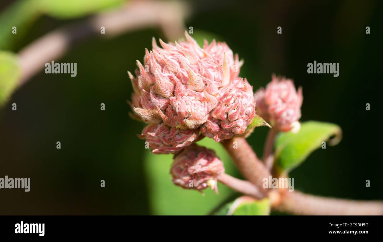 16x9 format hi-res stock photography and images - Alamy