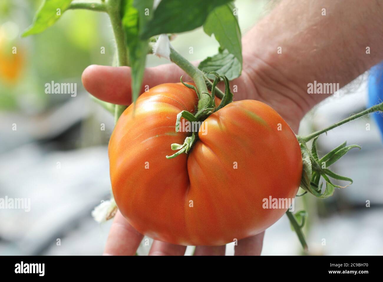 Big beef tomato in farmer hands Stock Photo - Alamy
