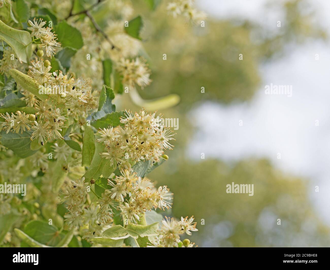 Lindenbaum hi-res stock photography and images - Alamy