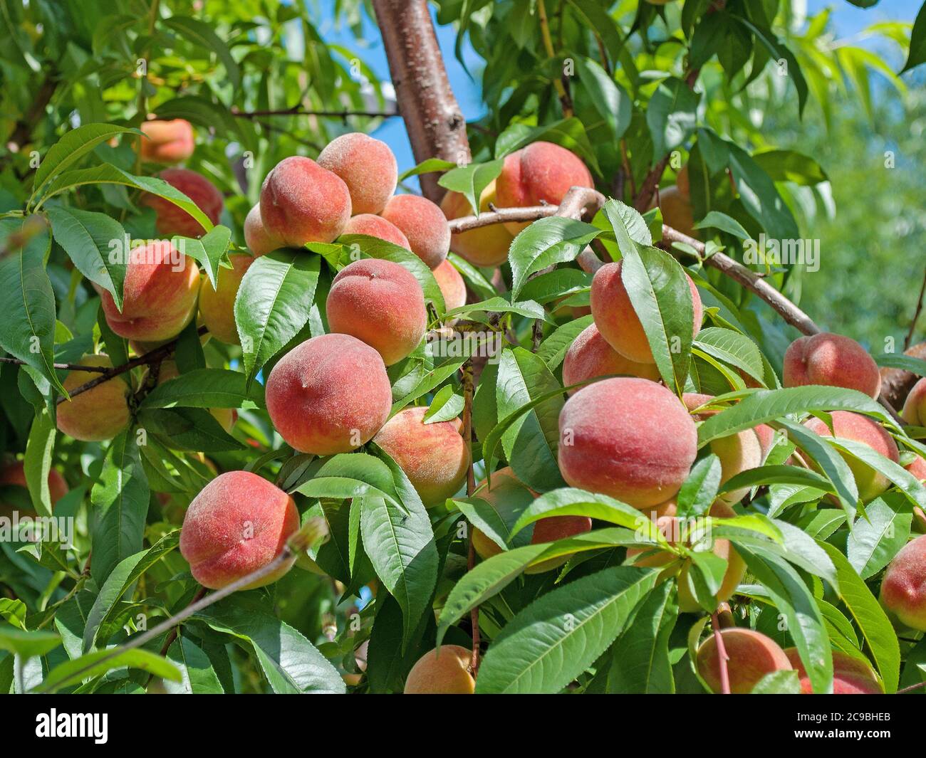 Peach prunus persica trees orchard hi-res stock photography and images ...