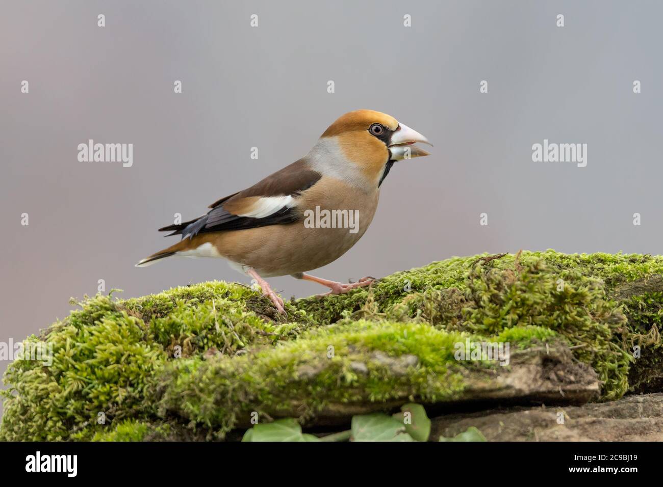 Coccothraustes coccothraustes nest hi-res stock photography and images ...