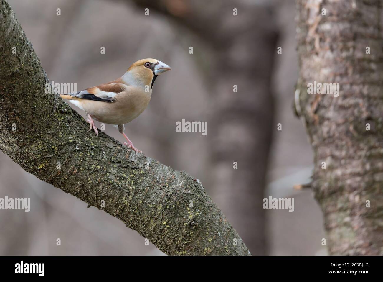 Coccothraustes coccothraustes autumn hi-res stock photography and ...