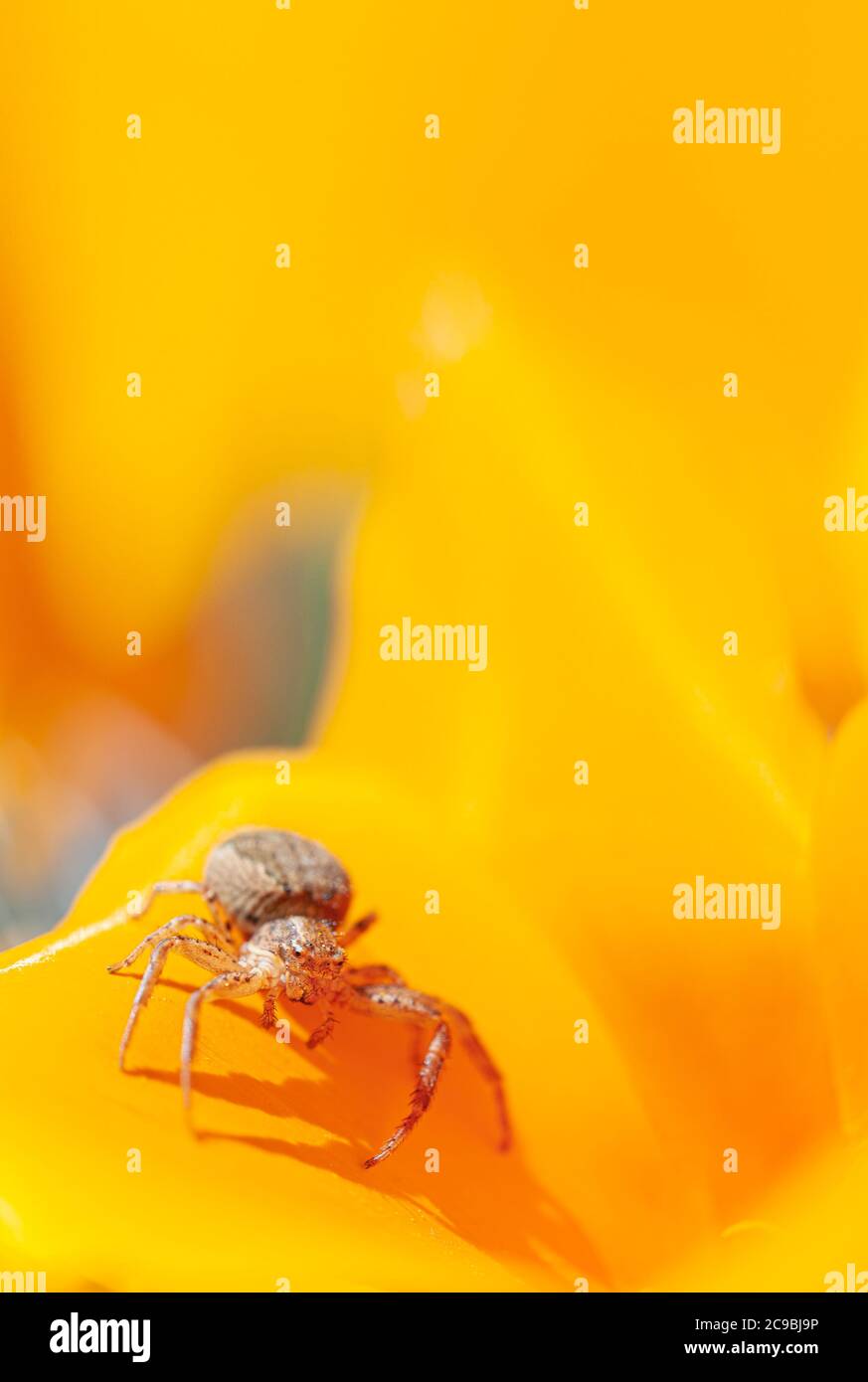 Anyphaena accentuata - buzzing spider crawling inside on yellow petals ...
