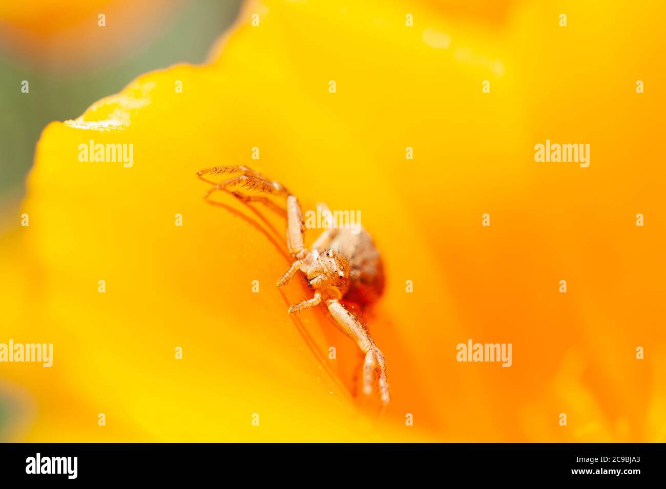 Anyphaena accentuata - buzzing spider crawling inside on yellow petals ...