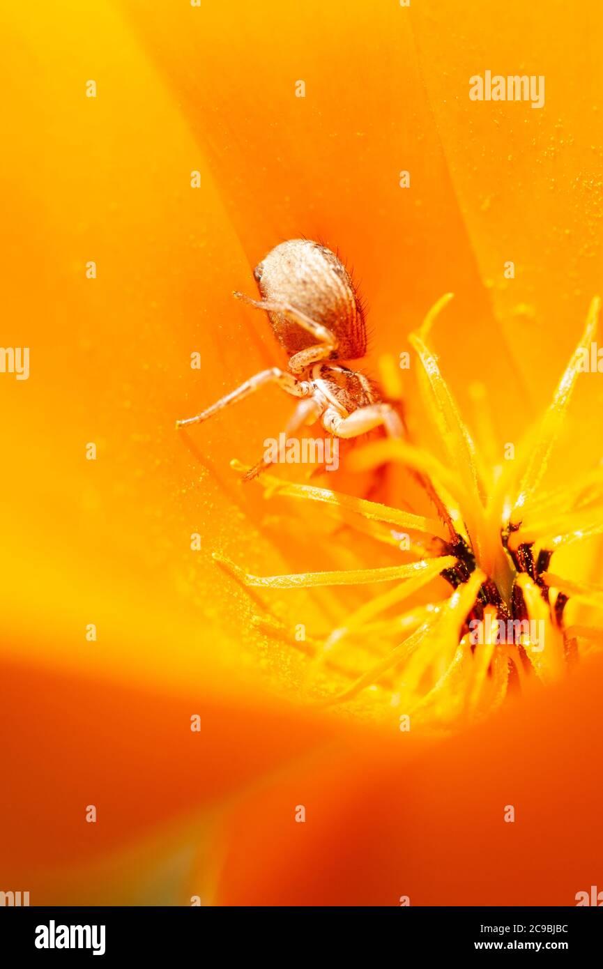 Anyphaena accentuata - buzzing spider crawling inside on yellow petals ...