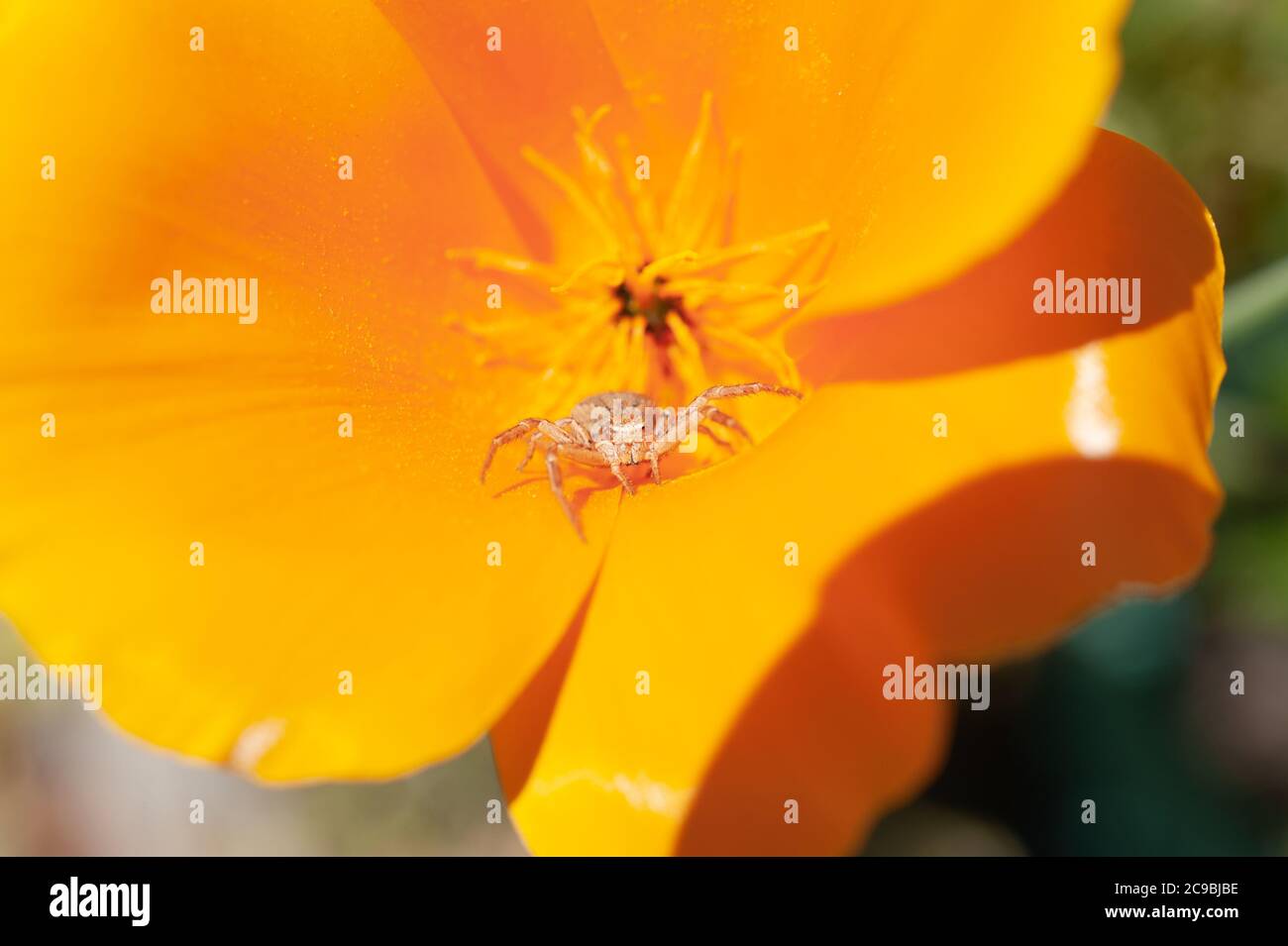 Anyphaena accentuata - buzzing spider crawling inside on yellow petals ...