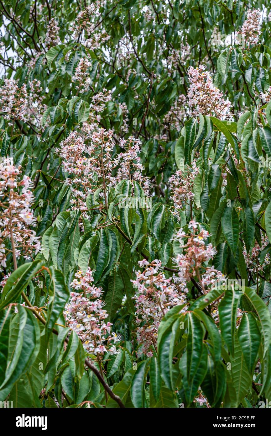 Flowering European horse-chestnut tree creating a natural display ...